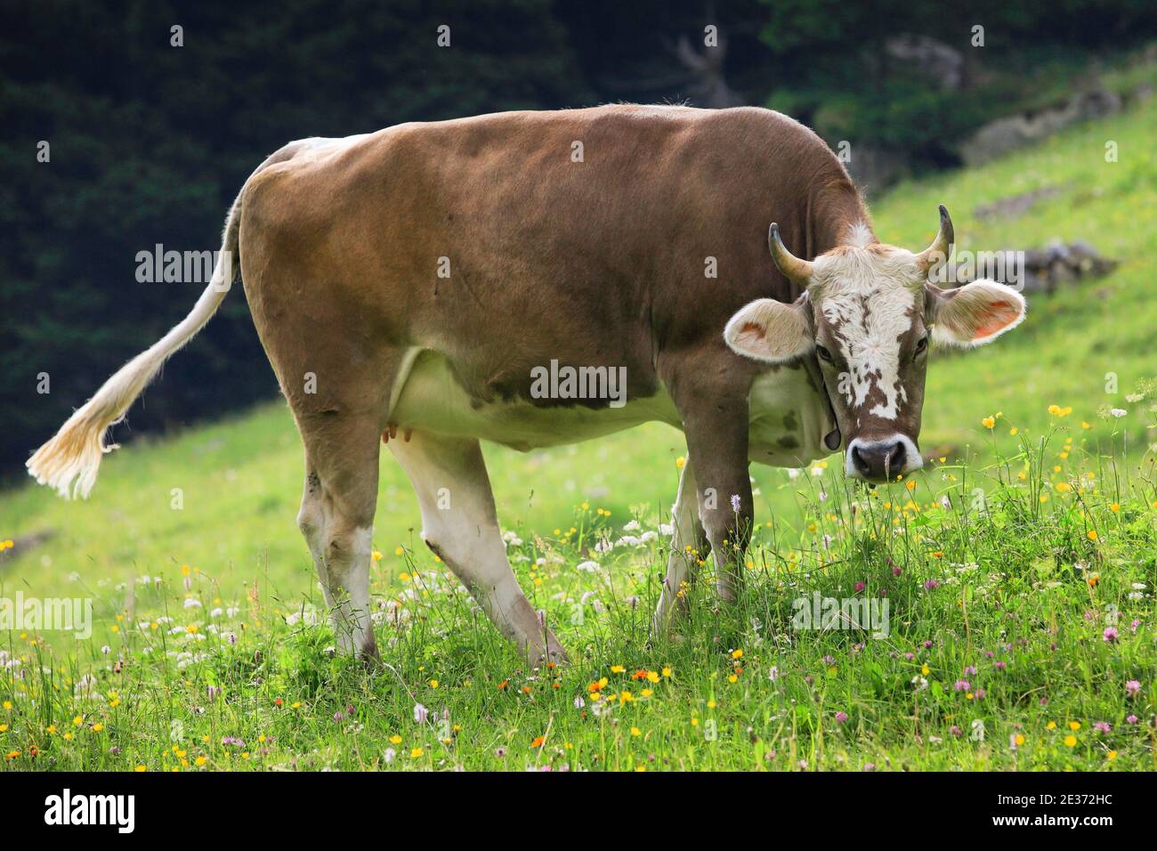 Swiss cow on alp, Switzerland Stock Photo - Alamy