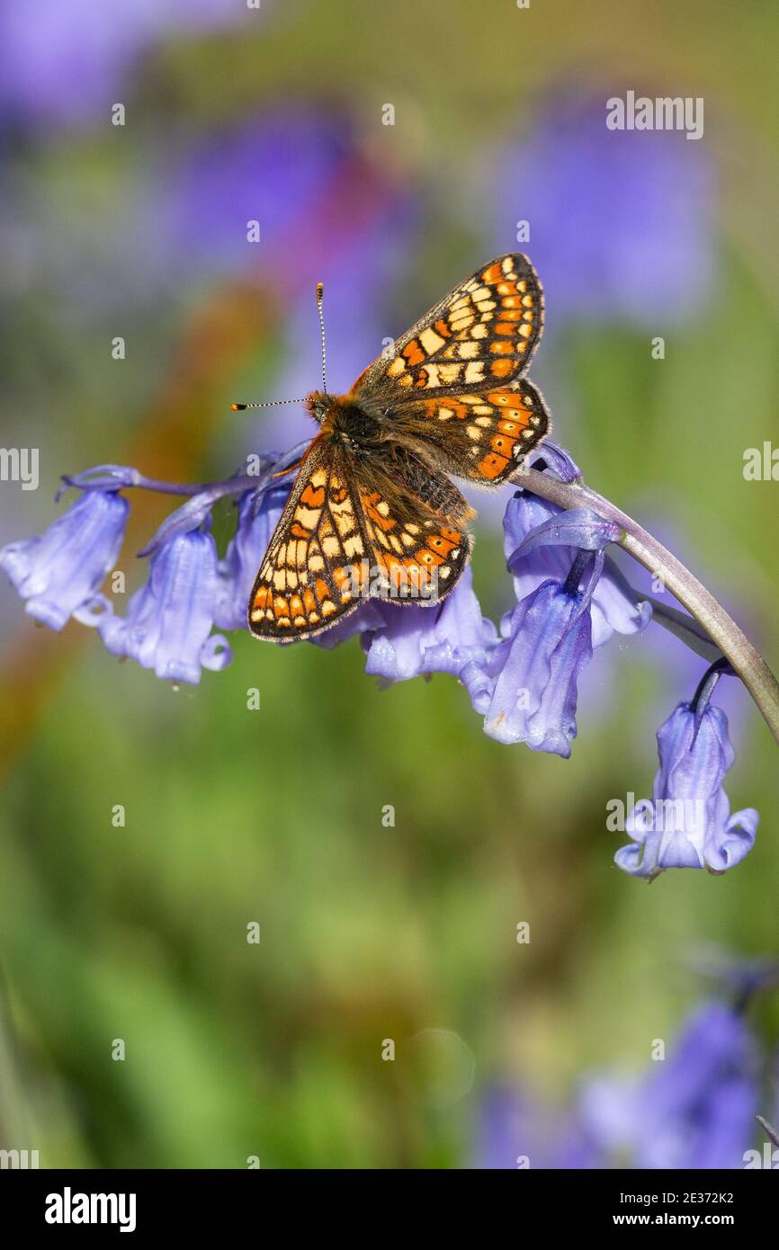 Marsh fritillary Butterfly Stock Photo - Alamy