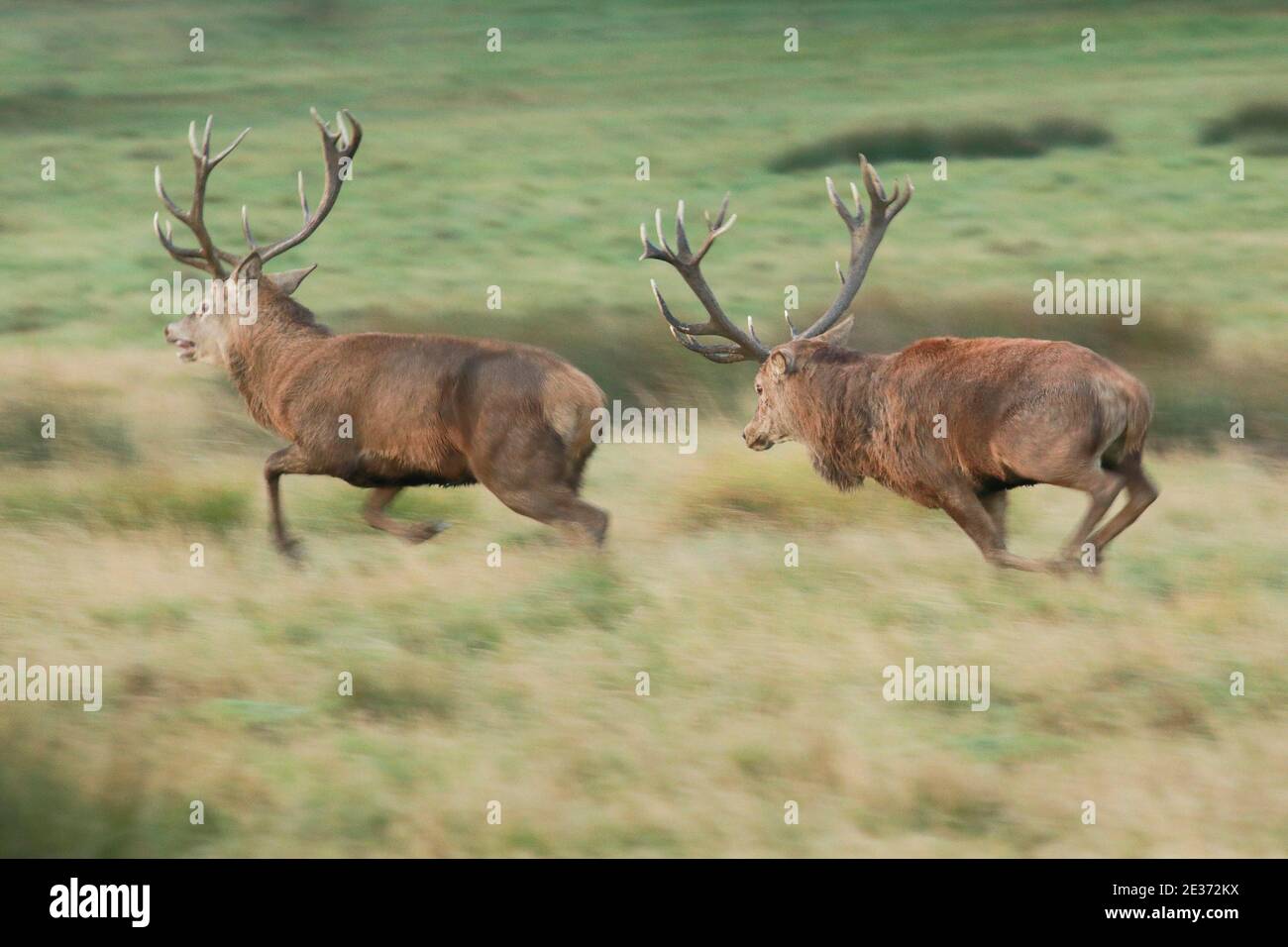 Red Deer or Hart (Cervus elaphus Stock Photo - Alamy
