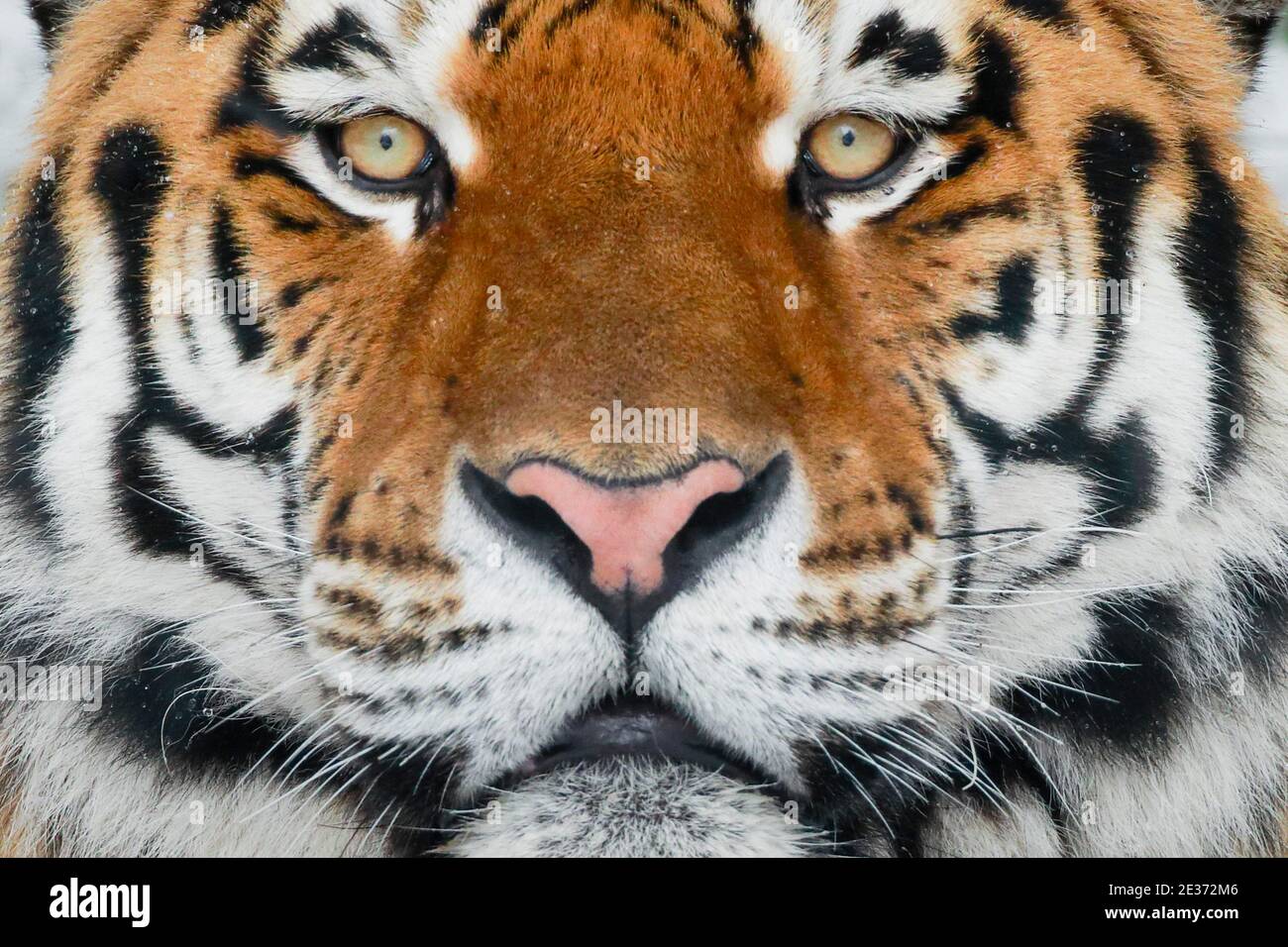 Tiger head shot hi-res stock photography and images - Alamy