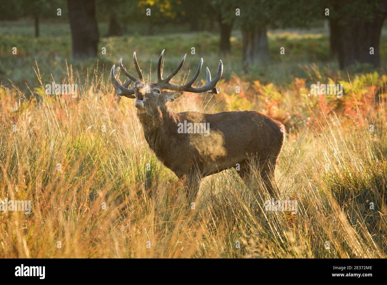 Hart bell hi-res stock photography and images - Alamy