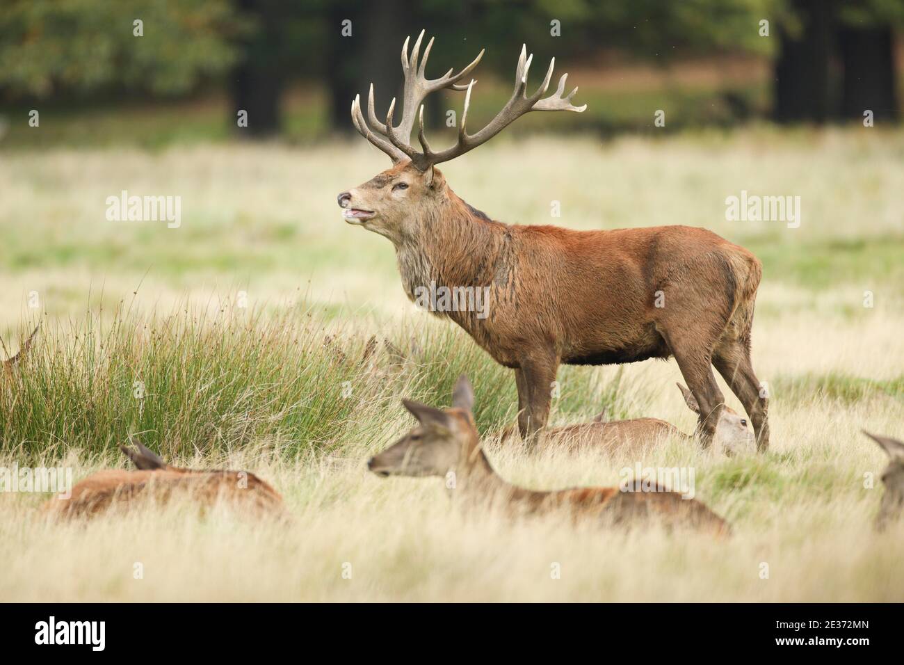 Red deer hind at richmond park hi-res stock photography and images - Alamy