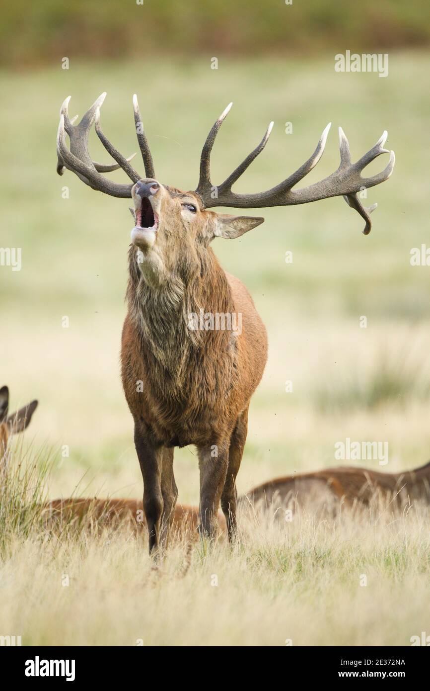 Red deer hind at richmond park hi-res stock photography and images - Alamy