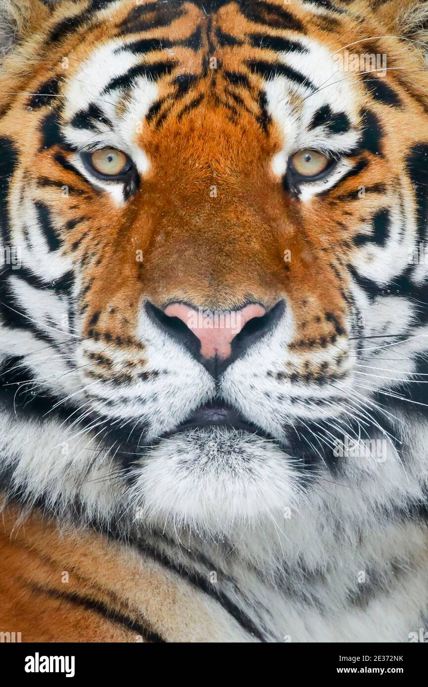 Amur river winter hi-res stock photography and images - Alamy