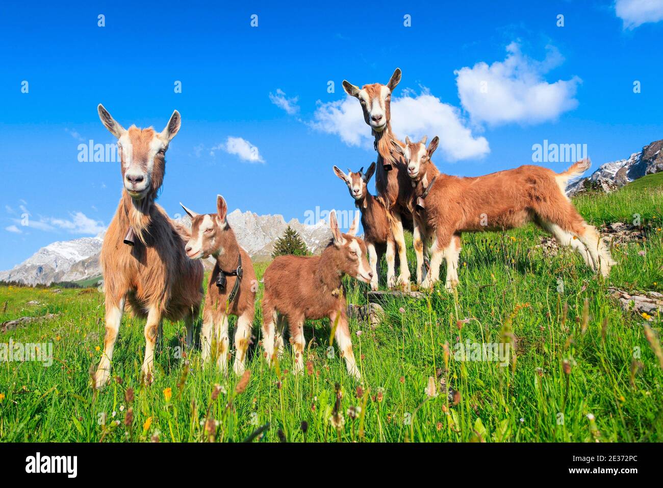 Appenzell goats hi-res stock photography and images - Alamy