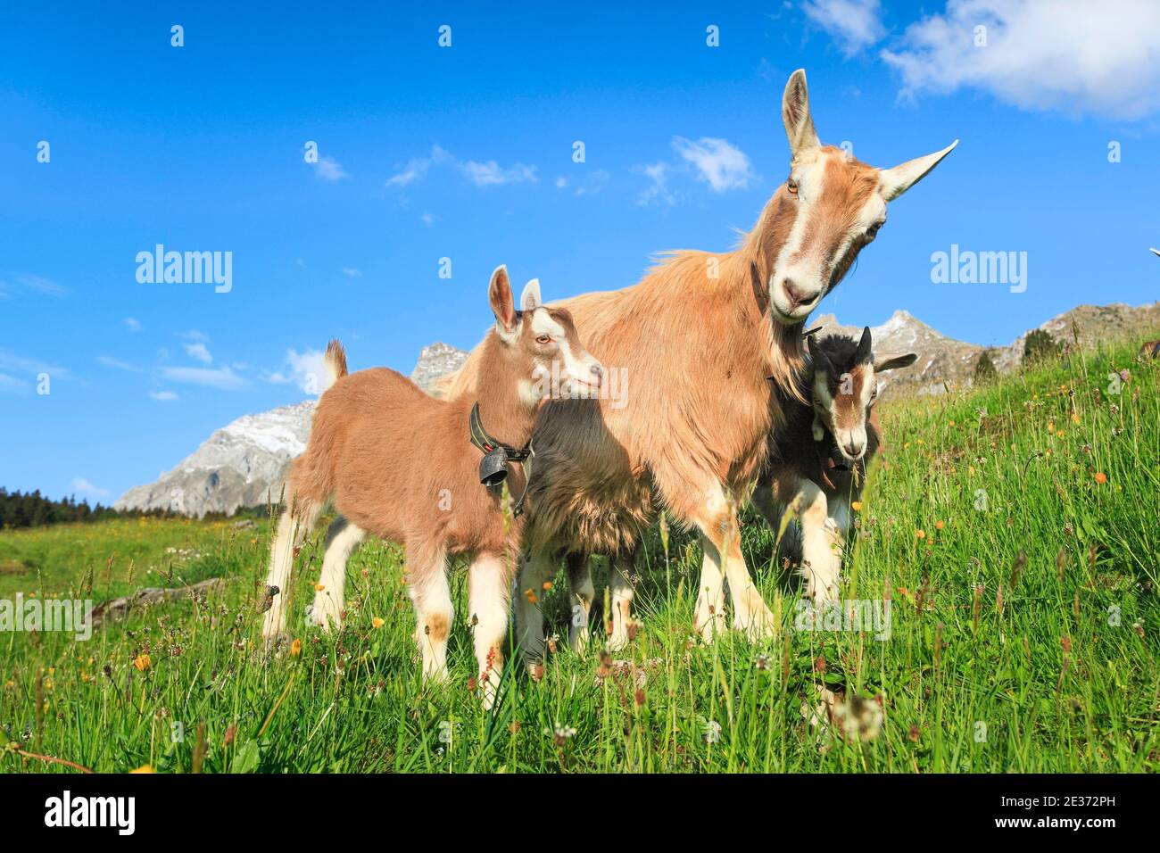 Goats on the alp, Alpstein massif, Appenzell, Switzerland Stock Photo ...