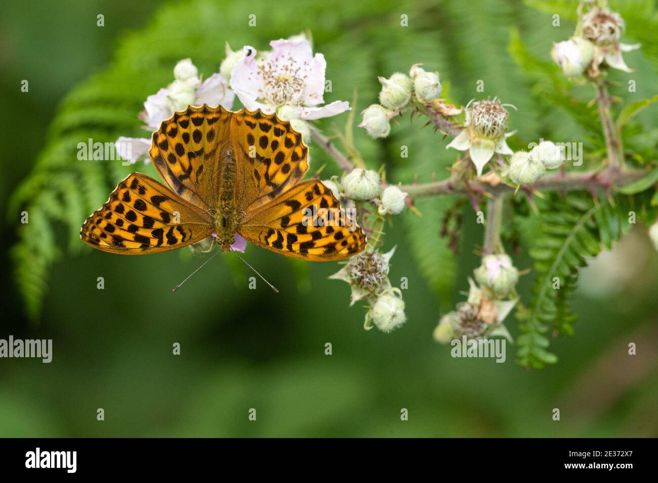 Silver washed fritillary Butterfly Stock Photo - Alamy