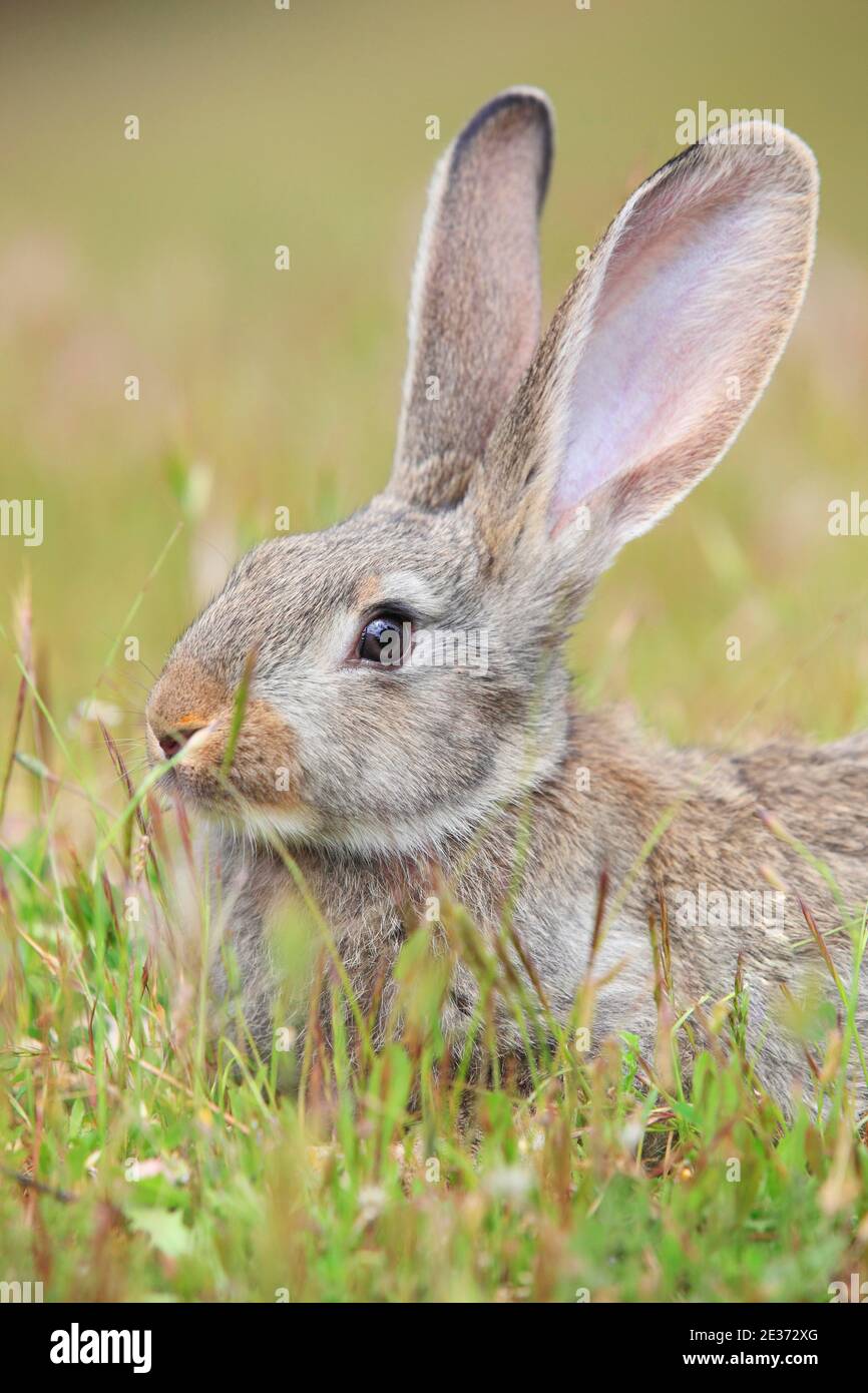 Glires hi-res stock photography and images - Alamy