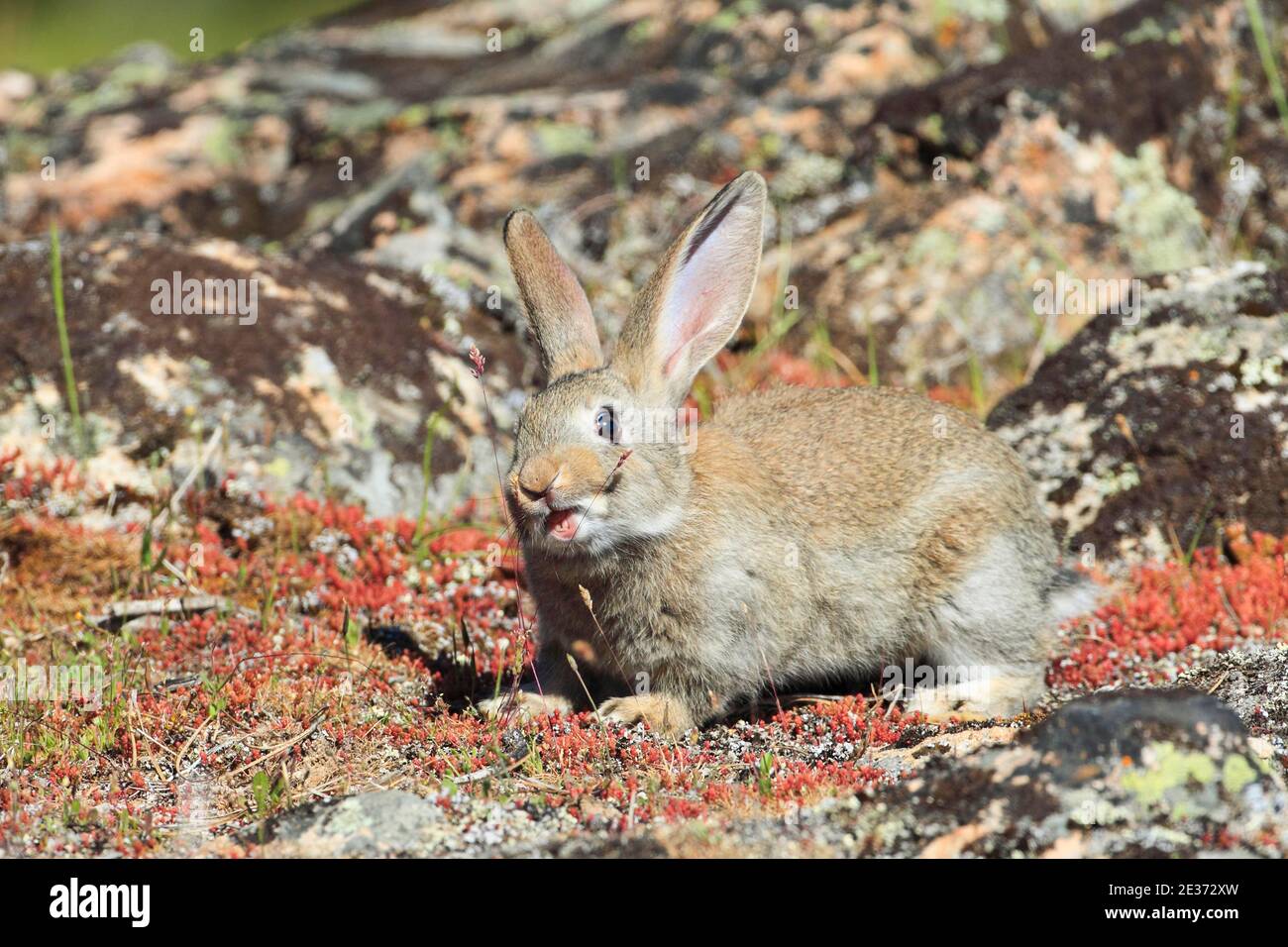 South american rabbit hi-res stock photography and images - Alamy
