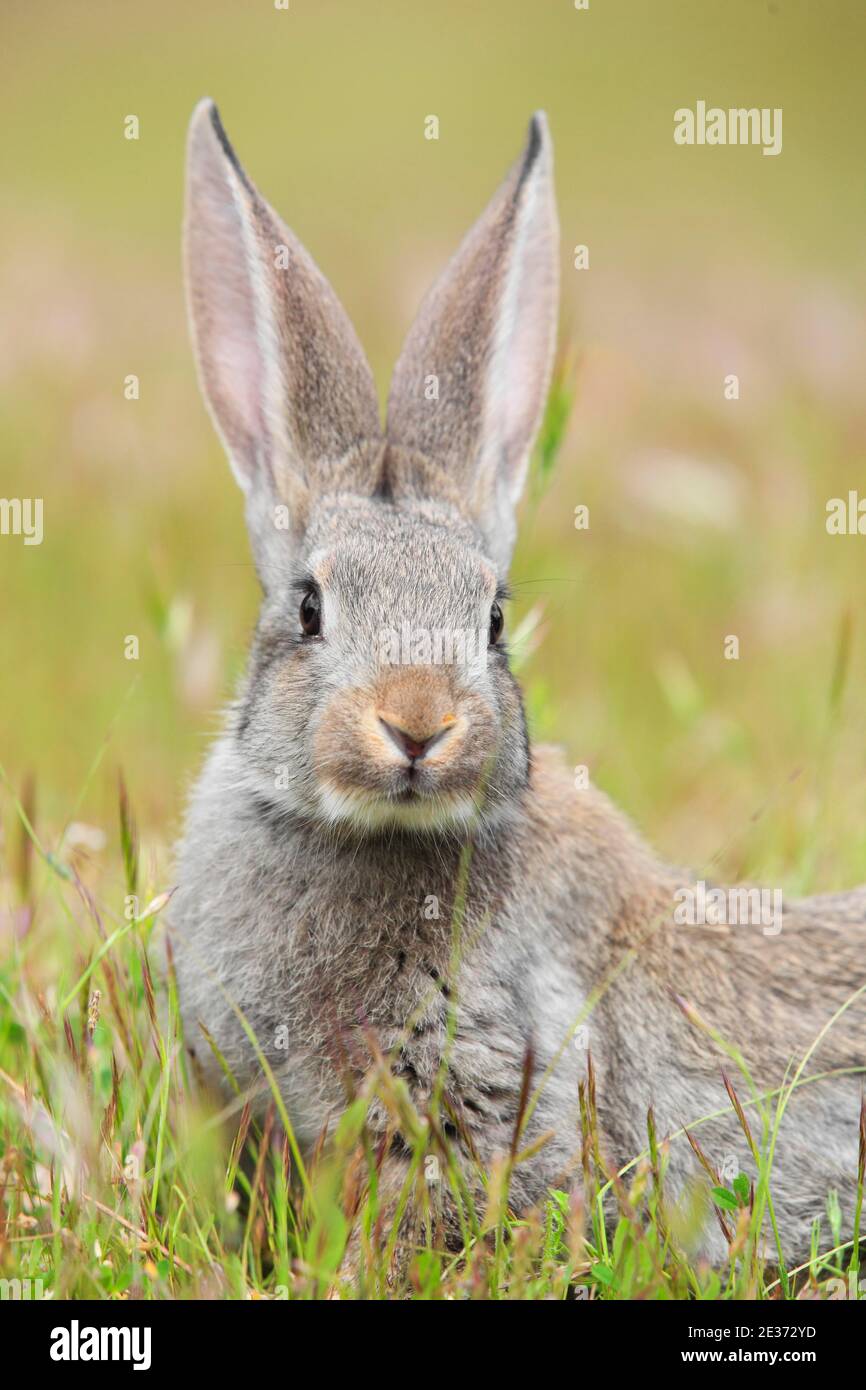 Wild rabbit, Oryctolagus cuniculus, Spain Stock Photo - Alamy