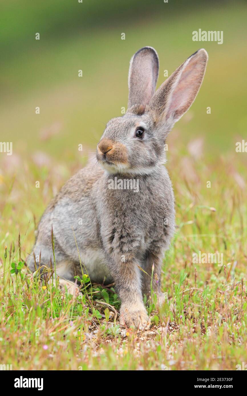 Wild rabbit, Oryctolagus cuniculus, Spain Stock Photo - Alamy