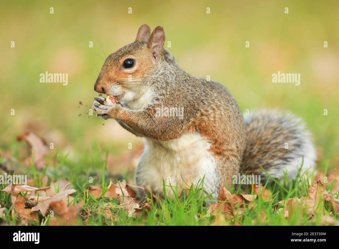 Stock photography england hi-res stock photography and images - Alamy