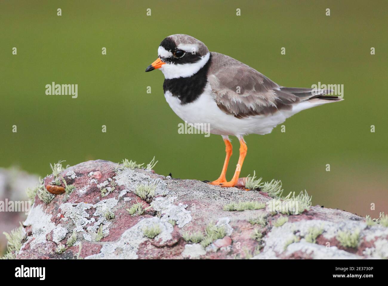 Adult plover hi-res stock photography and images - Alamy