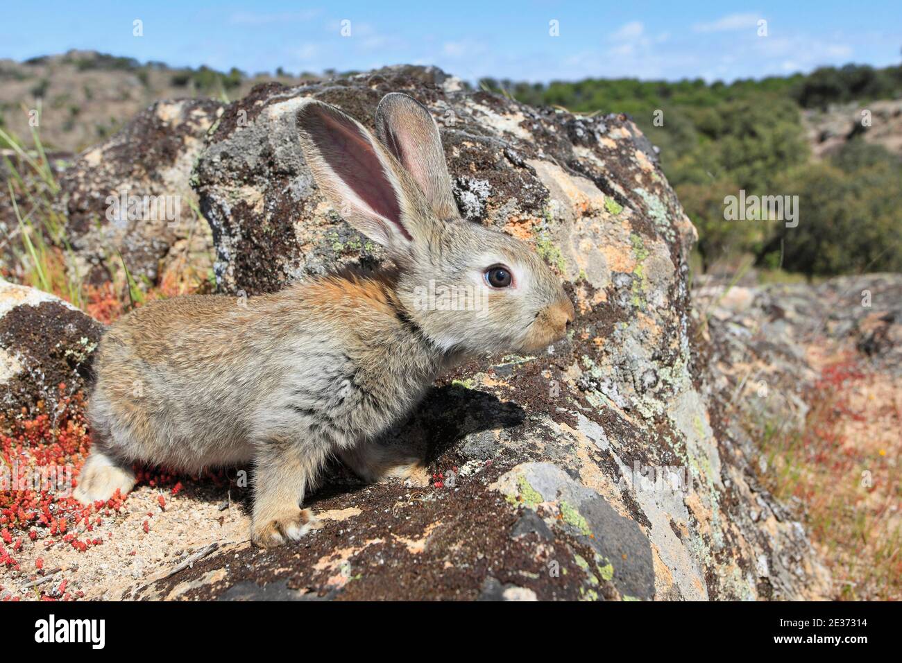 Glires hi-res stock photography and images - Alamy