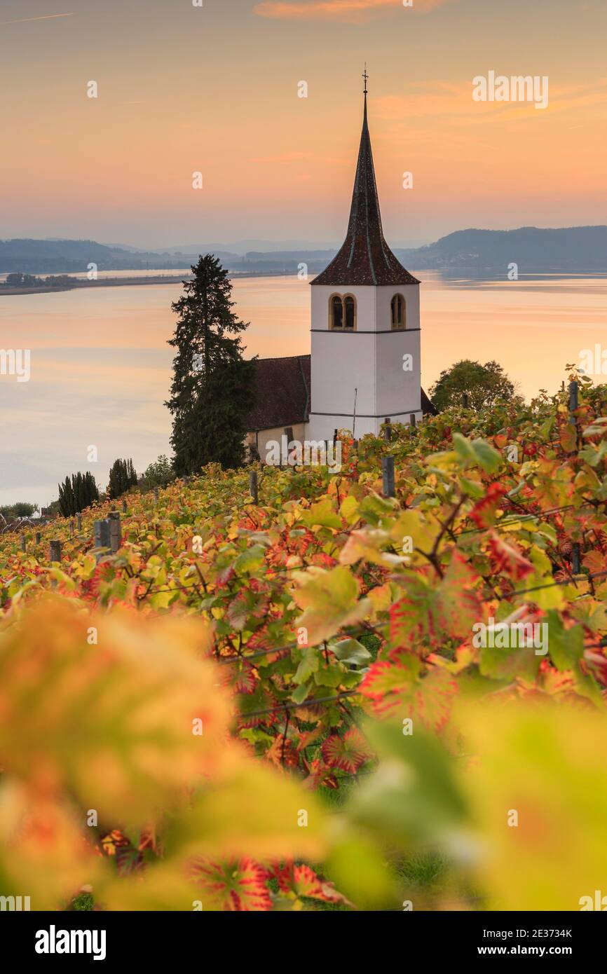 Vineyards near Ligerz on Lake Biel, Bern, Switzerland Stock Photo - Alamy