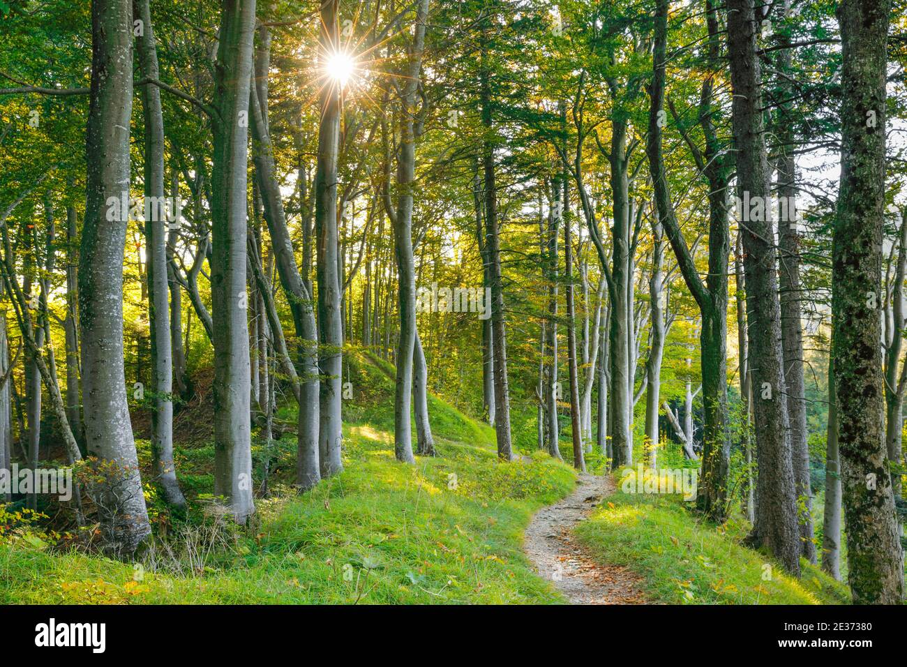 Waldweg, Basel-Land, Switzerland Stock Photo - Alamy