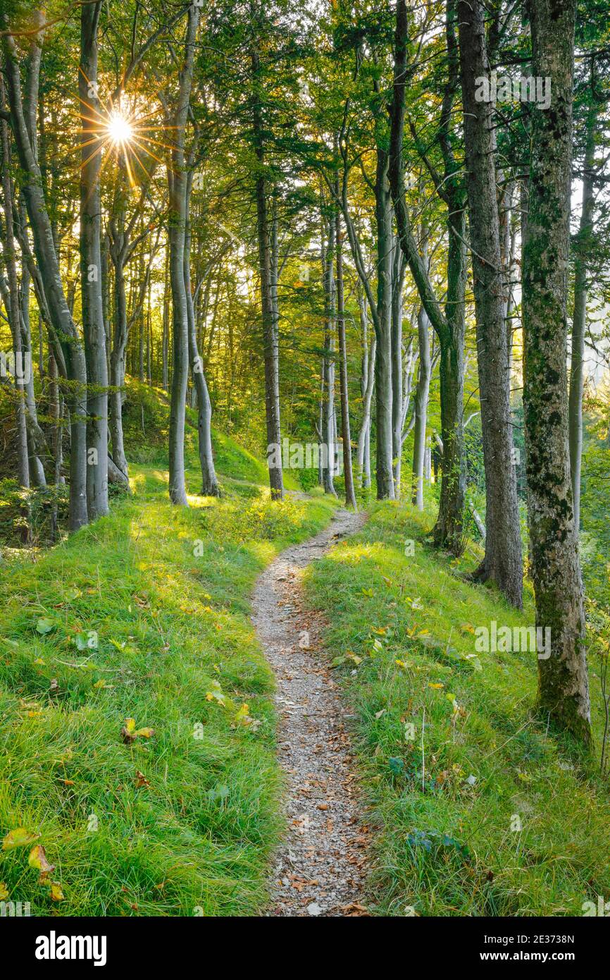 Waldweg, Basel-Land, Switzerland Stock Photo - Alamy