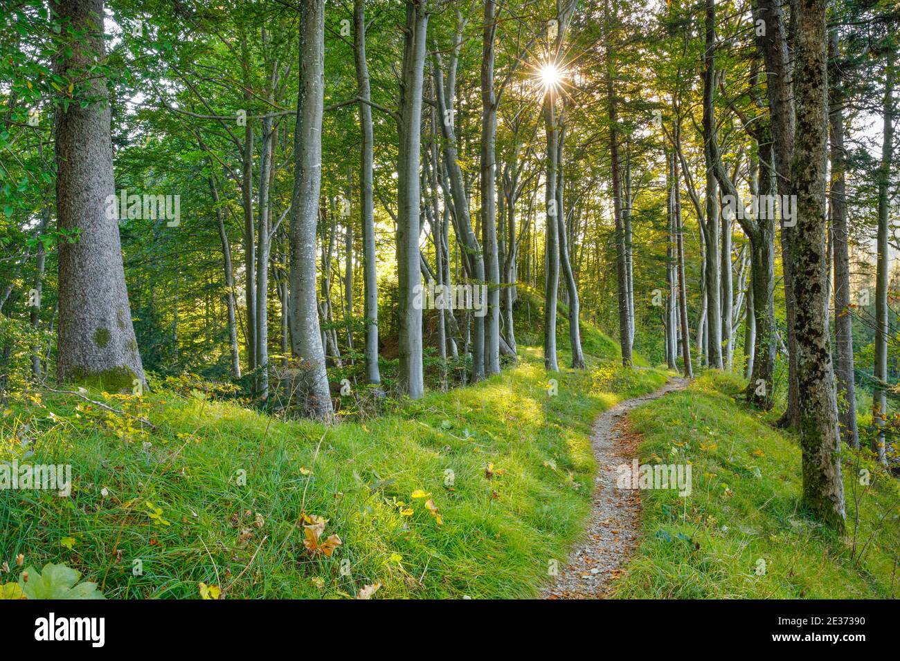 Waldweg landschaft hi-res stock photography and images - Alamy