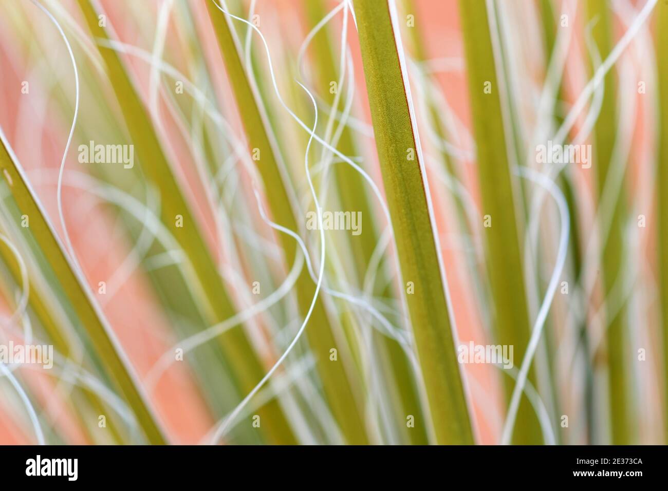 Yucca, palm lily (yucca), agave plant, leaves of the plant, Glen Canyon ...