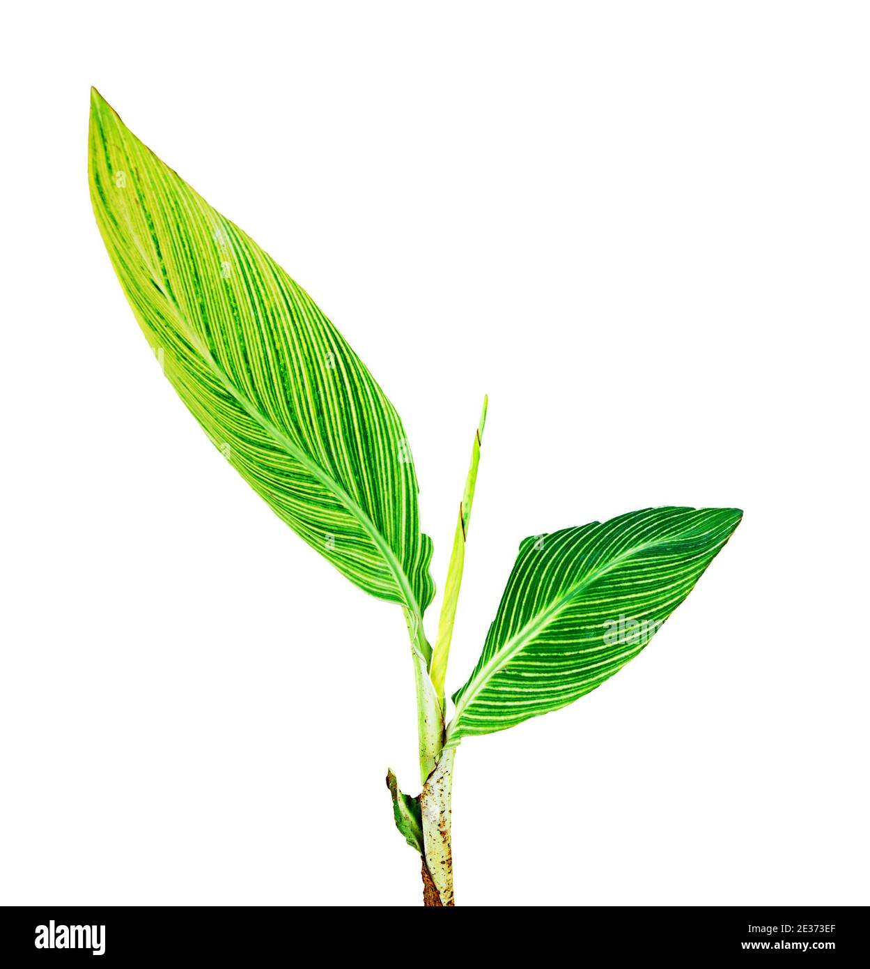 Sapling isolated on white background Stock Photo - Alamy