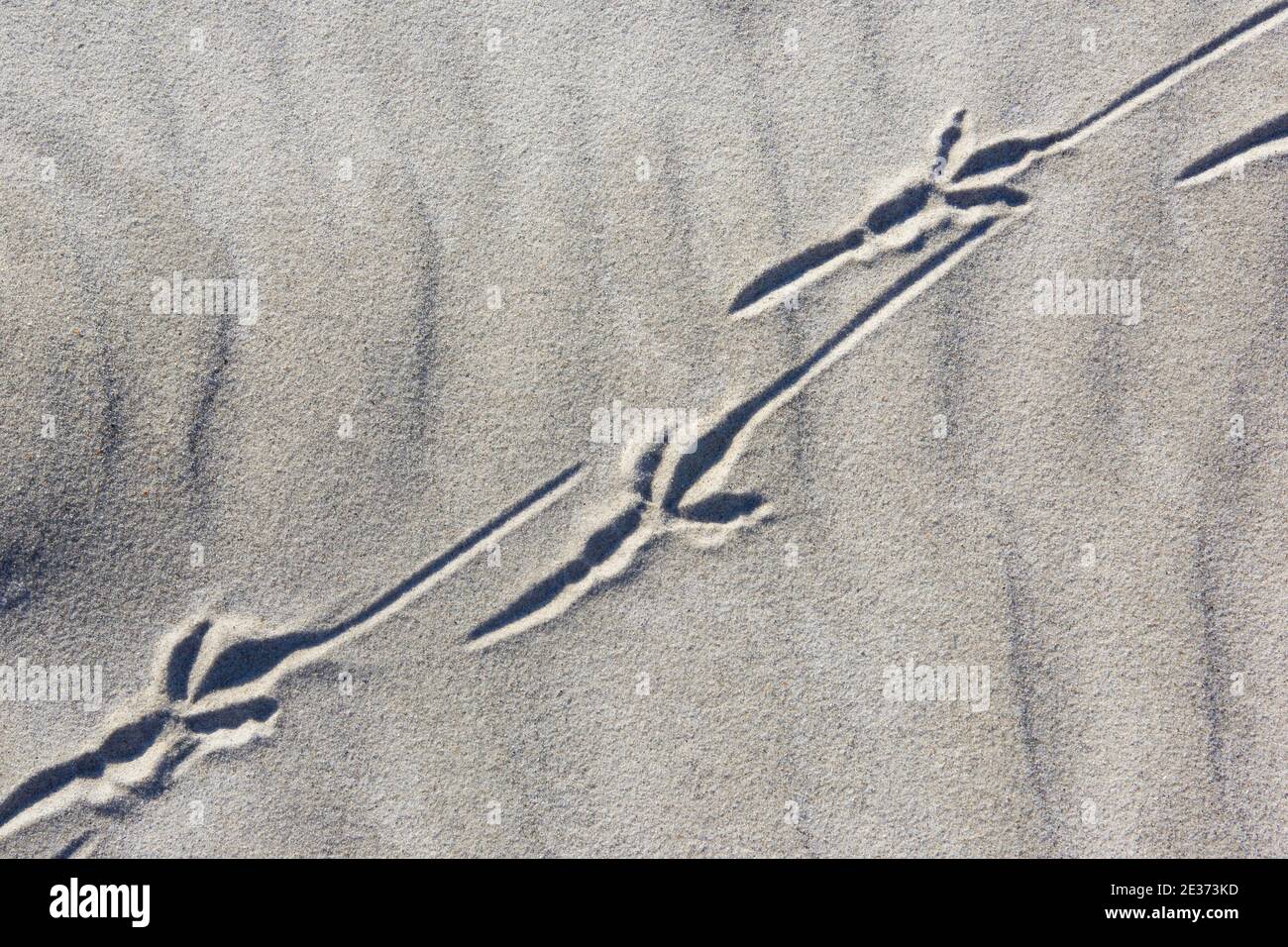 Bird detail britain hi-res stock photography and images - Alamy