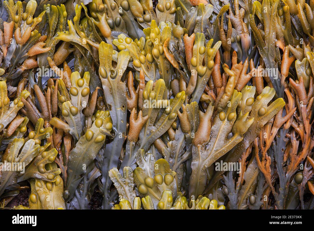 Seaweed, Great Britain Stock Photo - Alamy