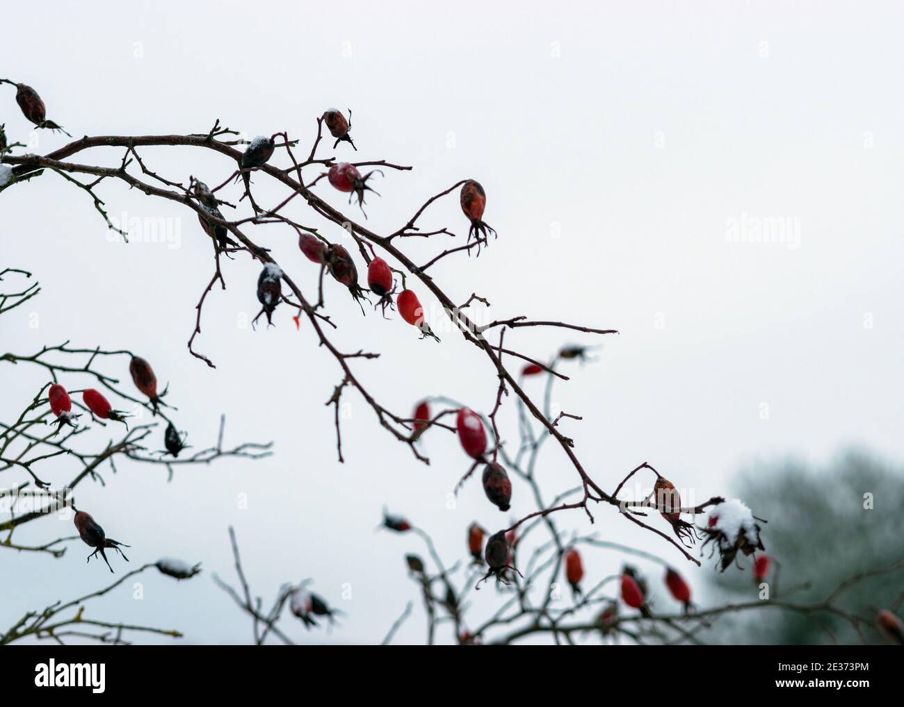 abstract tree branch patterns, snowy tree branches with red berries ...