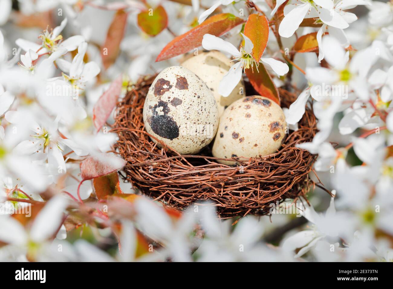 Weeping pear tree hi-res stock photography and images - Alamy