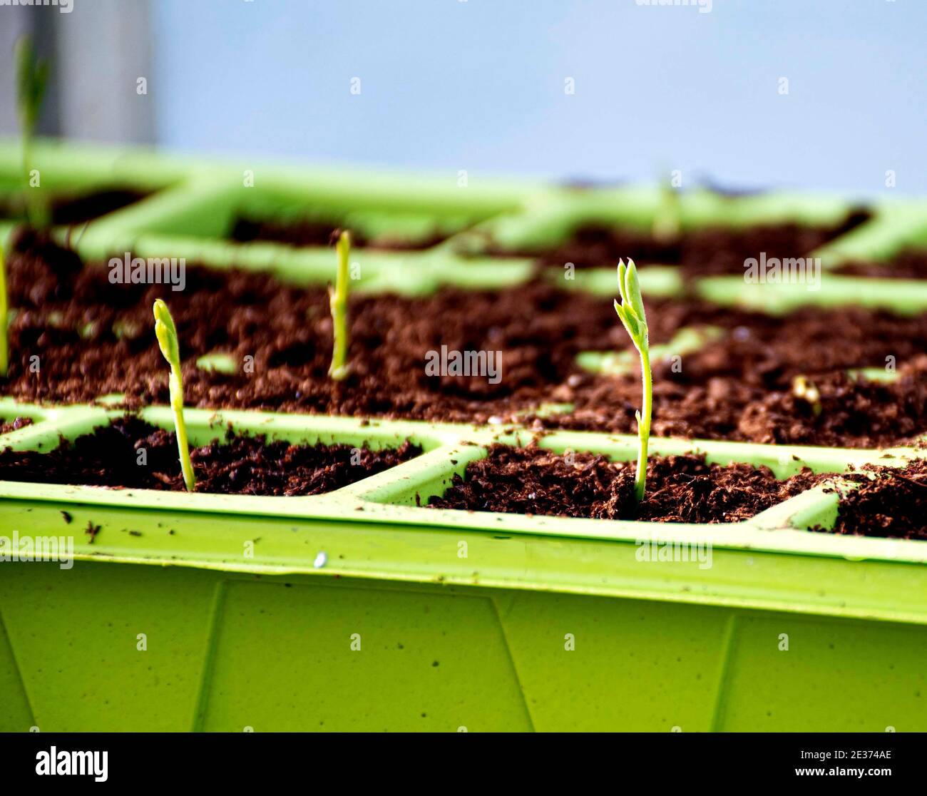 Pea seedling hi-res stock photography and images - Alamy