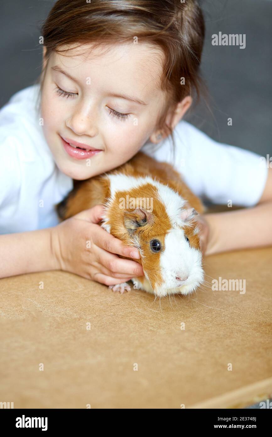 Portrait of happy smiling little girl hugging red guinea pig. Adorable ...