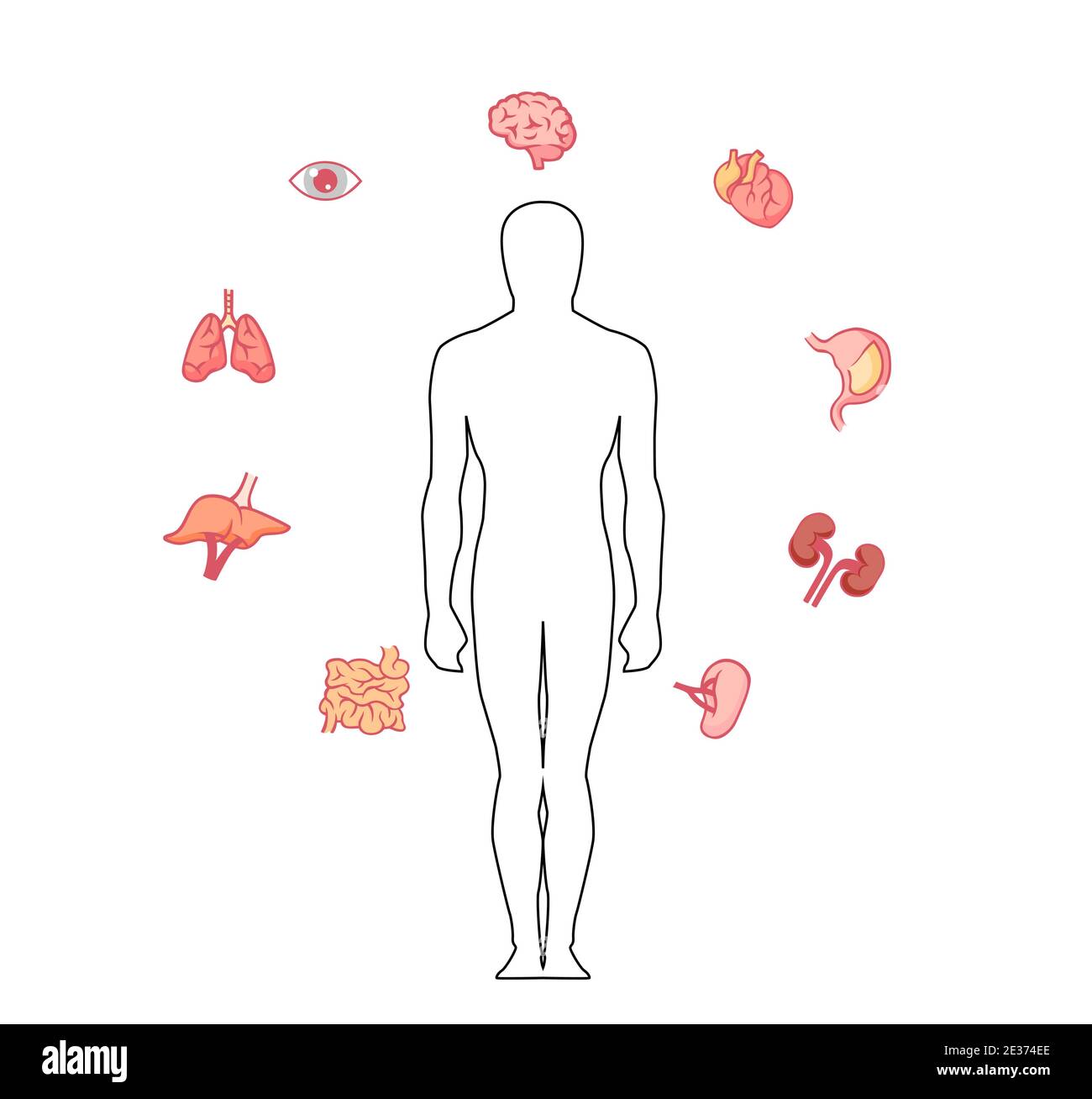 Human anatomy internal organs illustration. Brain with heart system and ...