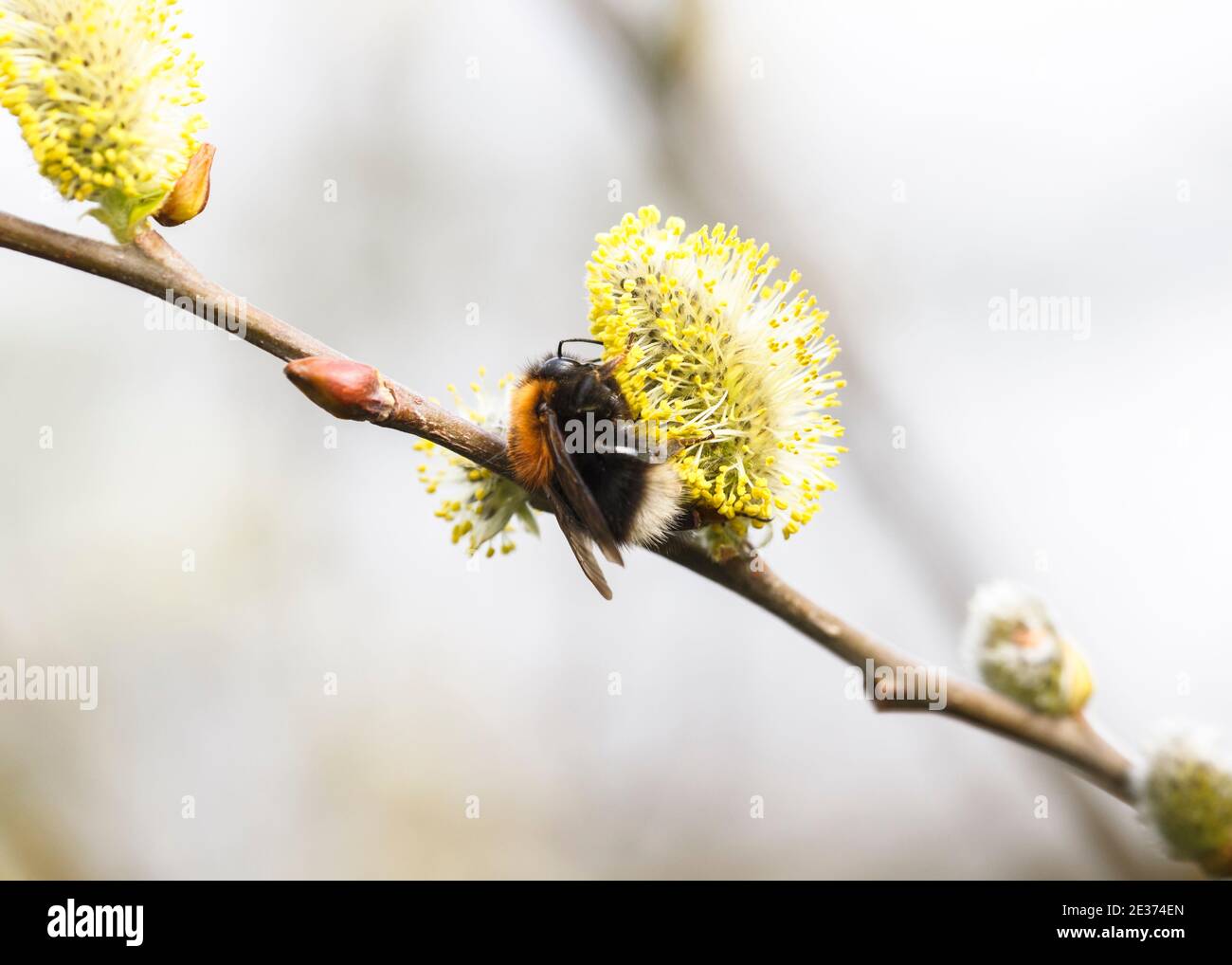 Queen bumblebee willow hi-res stock photography and images - Alamy