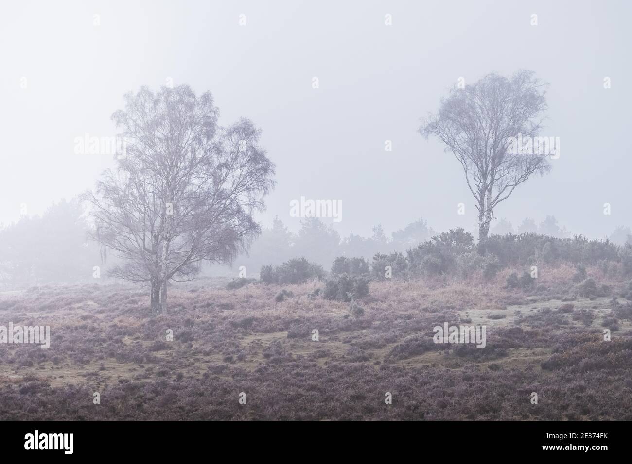 Wintry trees in the new forest Stock Photo - Alamy