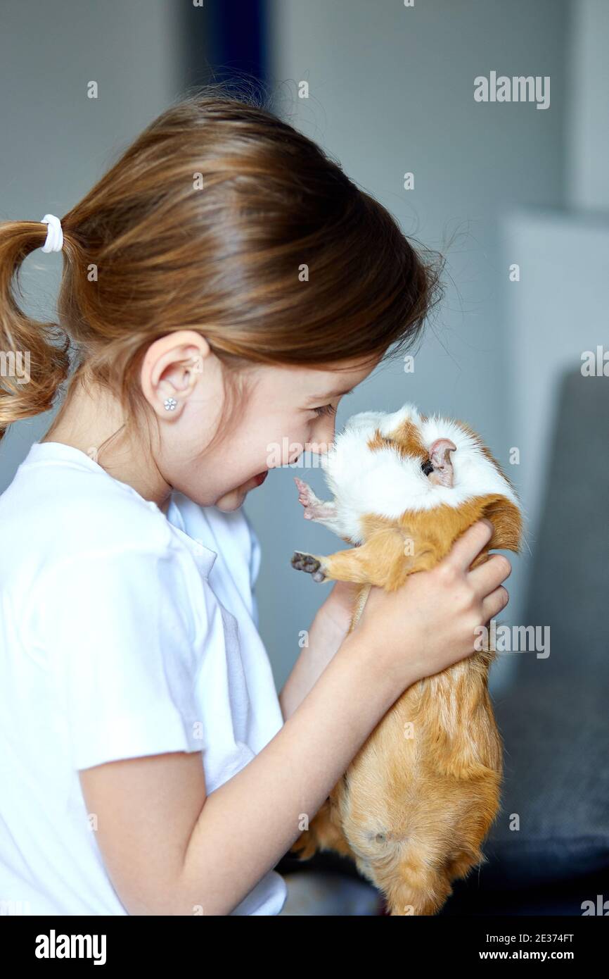 Portrait of happy smiling little girl hugging red guinea pig. Adorable ...