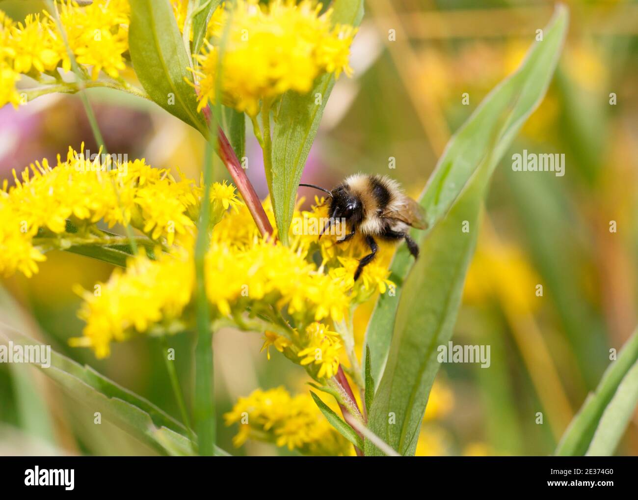 Bumblebee foraging on Goldenrod (Solidago virgaurea Stock Photo - Alamy