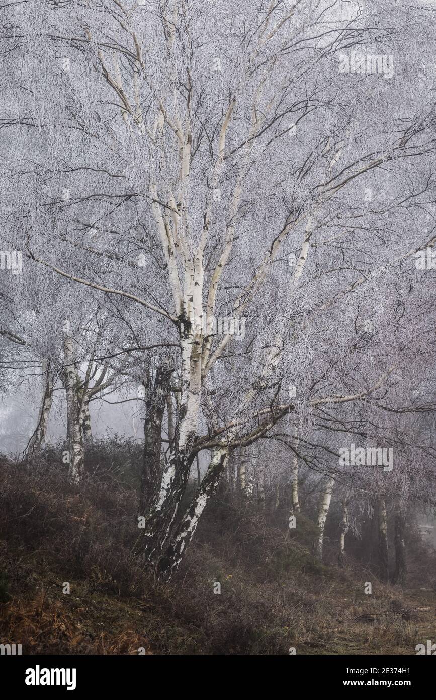 Wintrer tree with Hoar Frost Stock Photo - Alamy