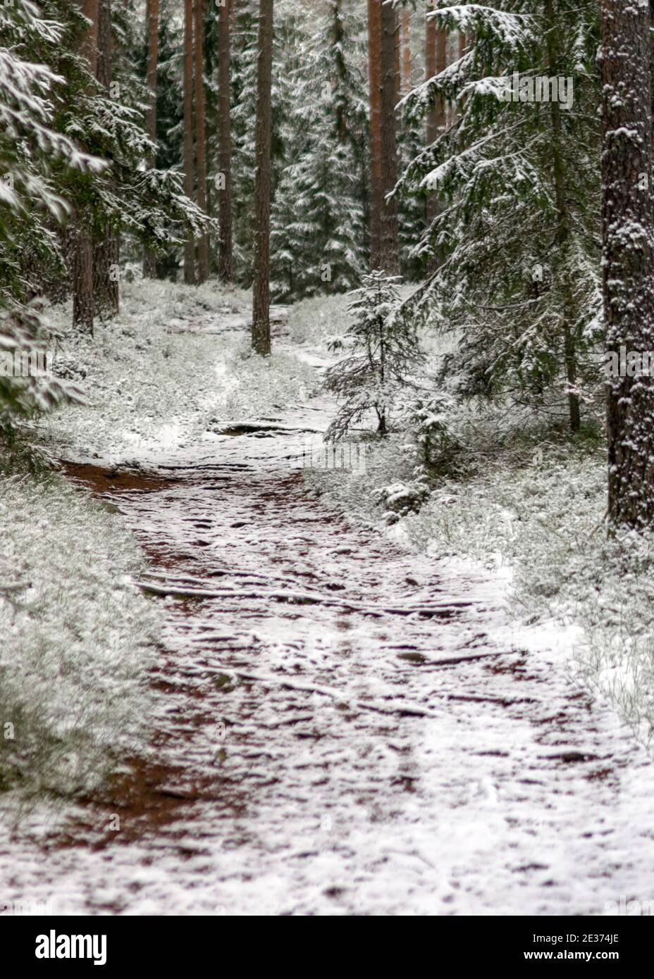 winter landscape with a snowy country road and snow-covered trees on ...