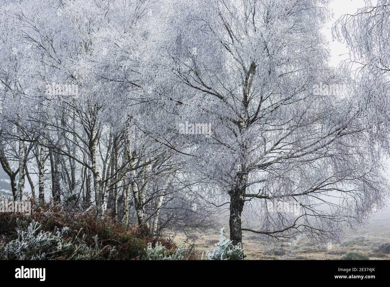 Hoar Frost on trees in the New Forest Stock Photo - Alamy