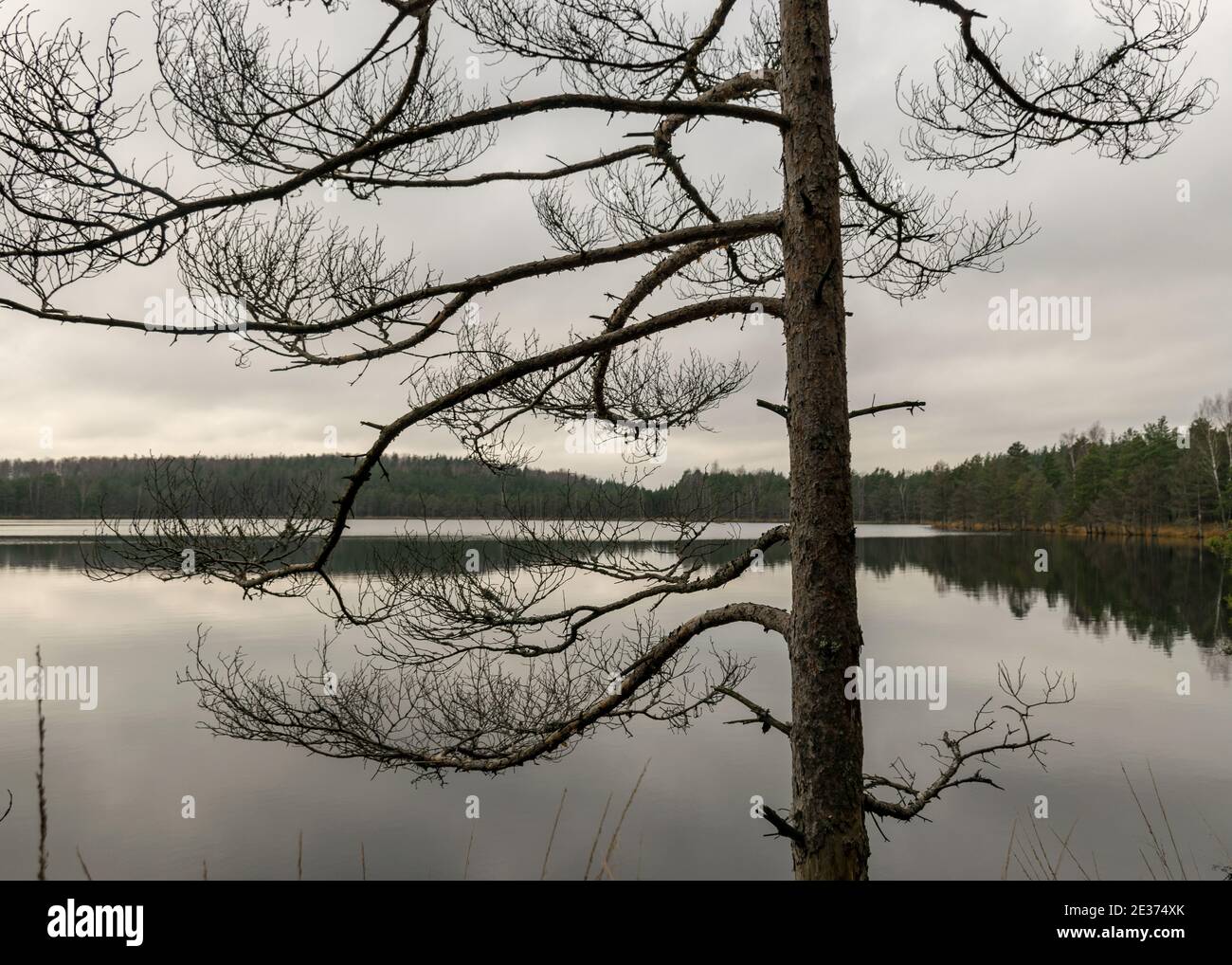 abstract silhouettes of old dead tree branches, branch texture ...