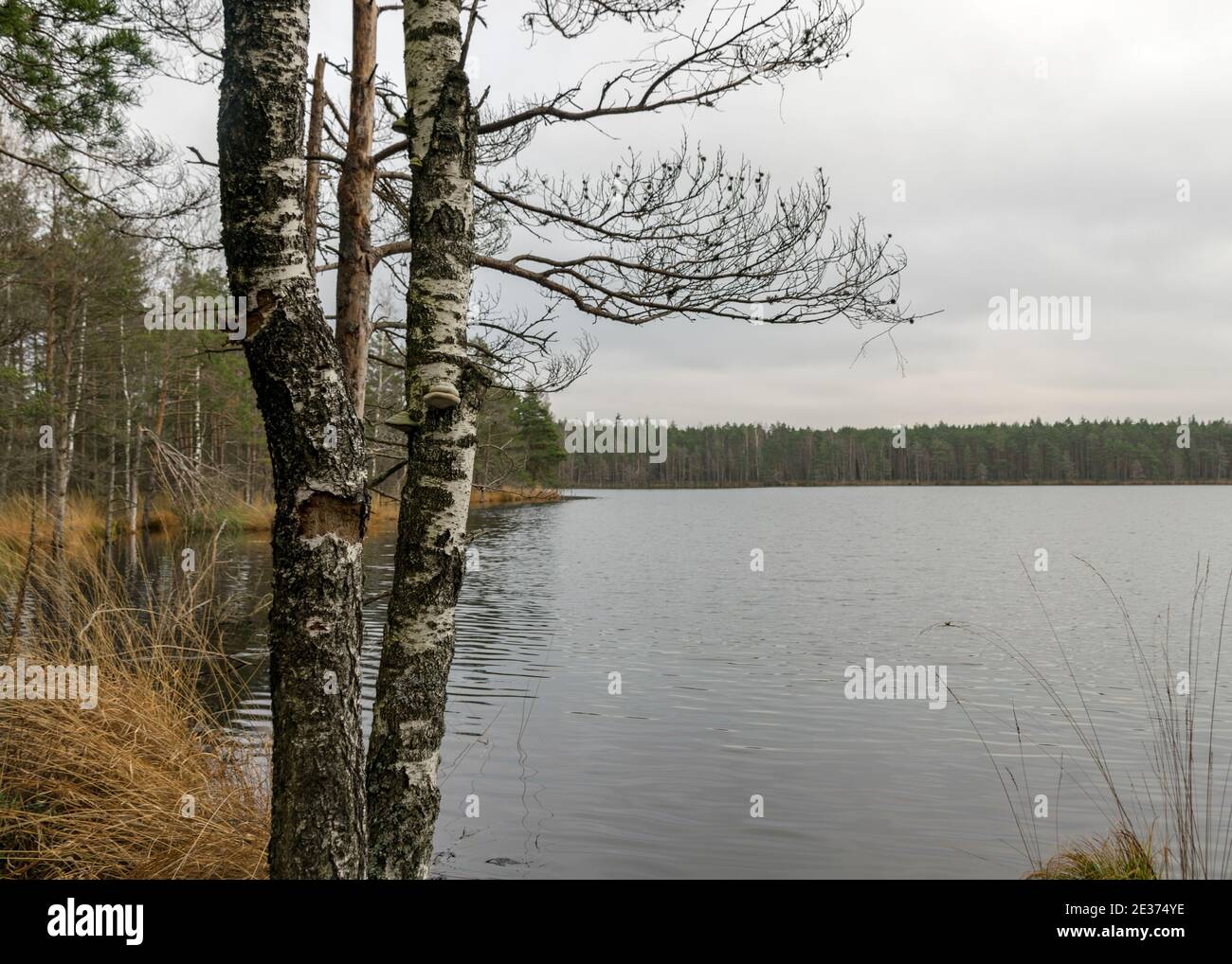 lake shore, swampy forest background, bog pines and birches, land ...