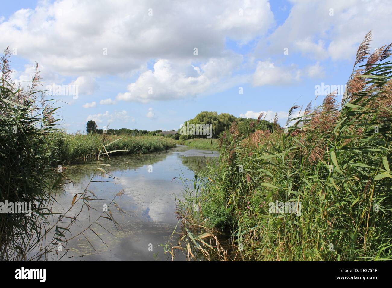 Creek beds with trees hi-res stock photography and images - Alamy