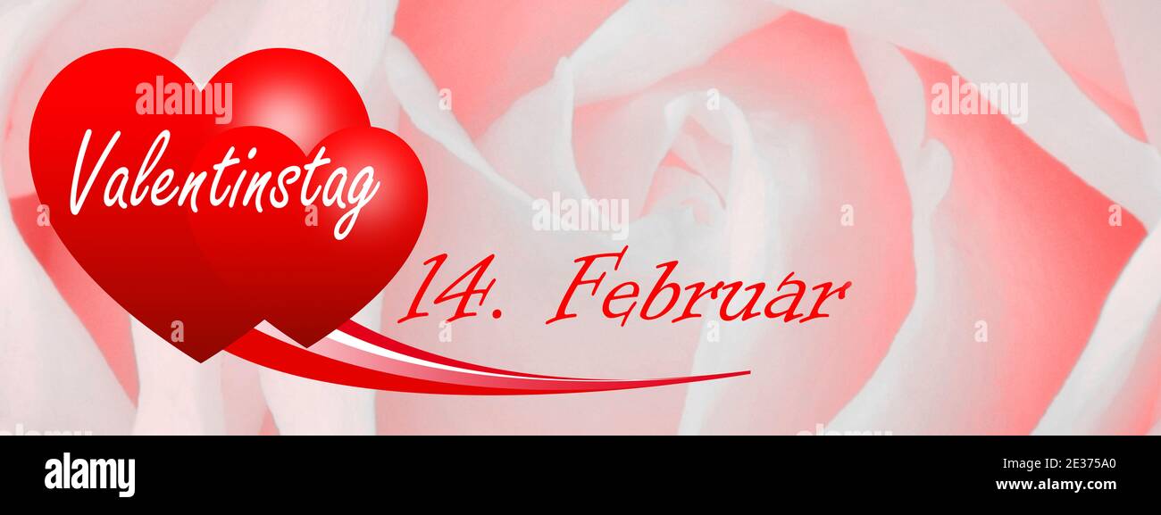 Valentinstag Rose und rote Herzen auf Rosen Hintergrund, Banner Stock ...