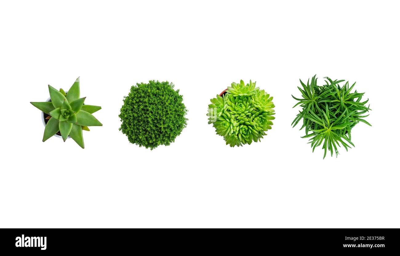 Plants top view hi-res stock photography and images - Alamy