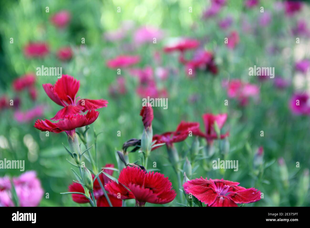 Deep red poppy hi-res stock photography and images - Alamy