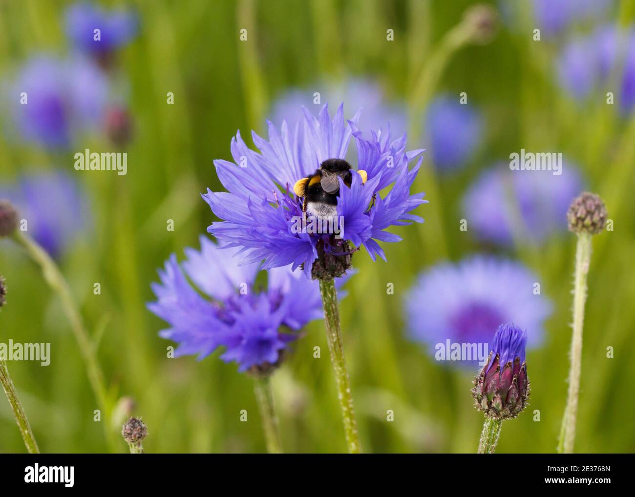 White tail bumblebee foraging on a wild cornflower Stock Photo - Alamy
