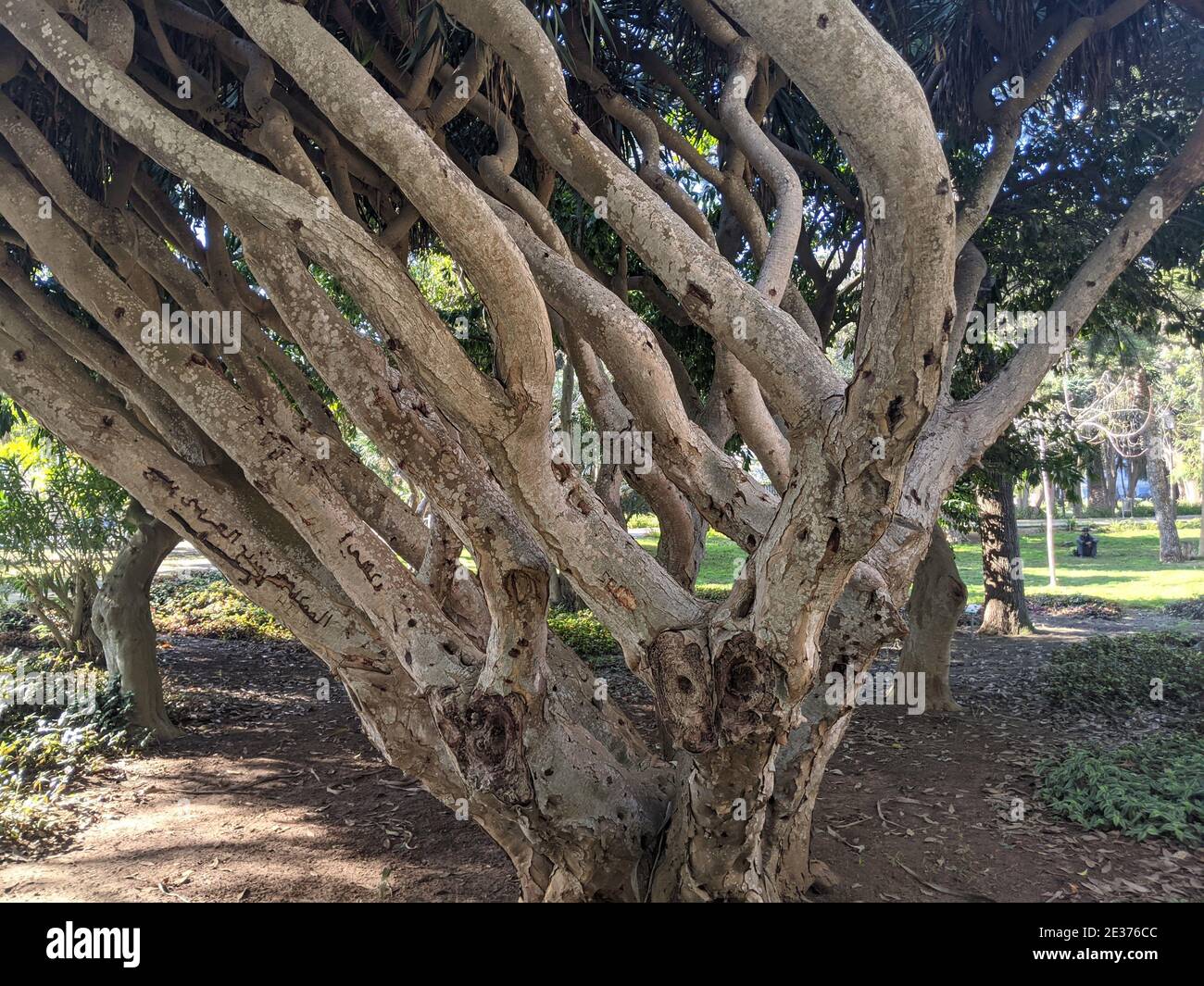 An old tree with a lot of branches in the par in summer Stock Photo - Alamy