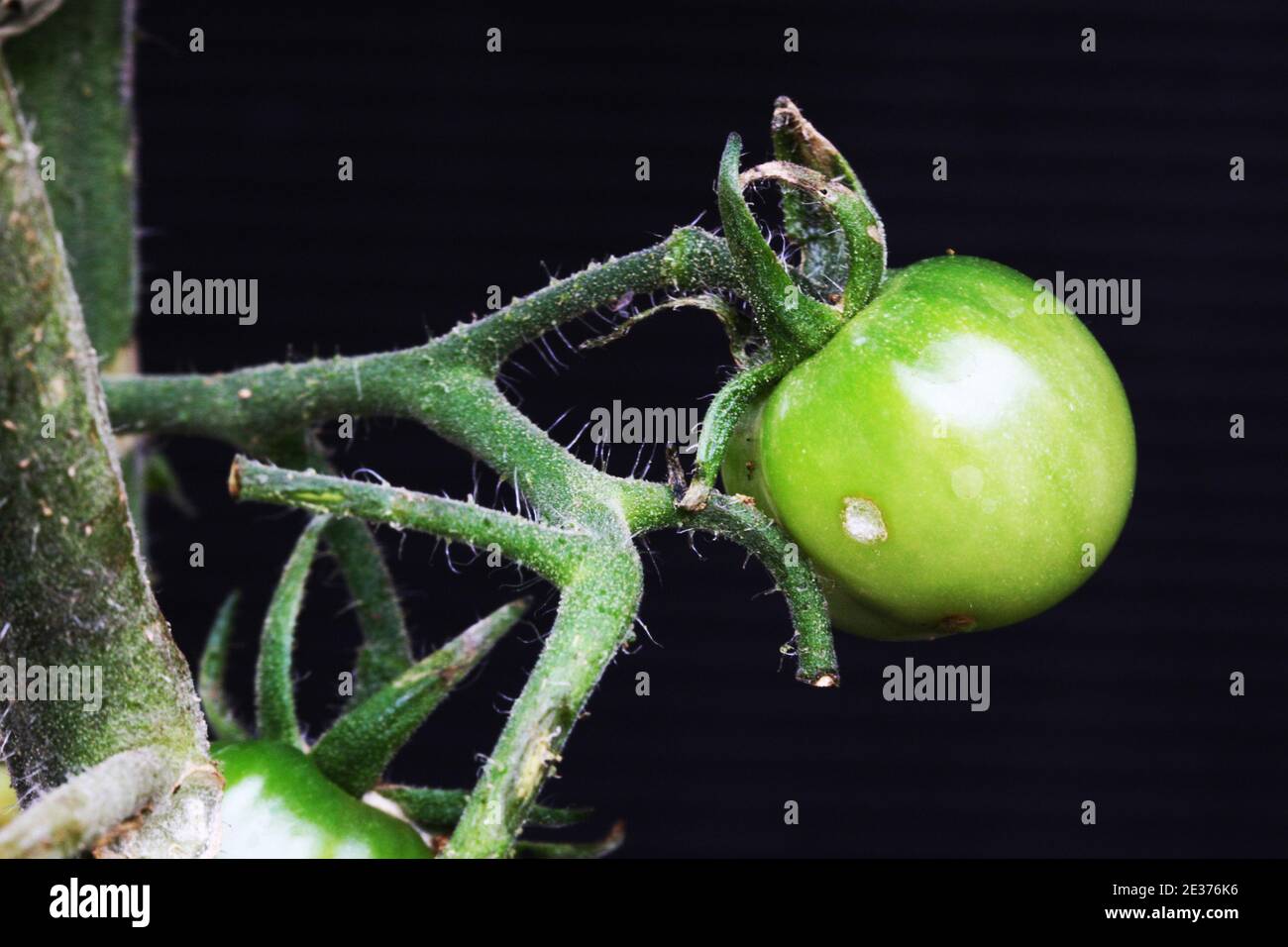 Strauchtomaten hi-res stock photography and images - Alamy