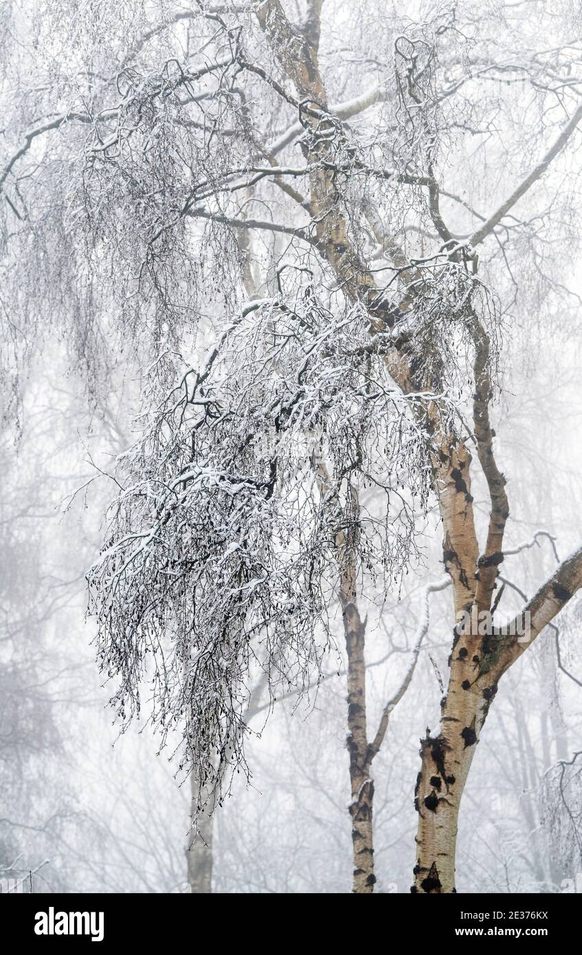 A wintery morning of snow and mist at Gravelly Hollow, Calverton ...