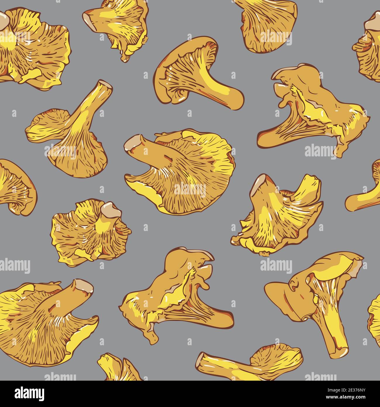 Yellow chanterelle mushroom on Stock Vector Images - Alamy