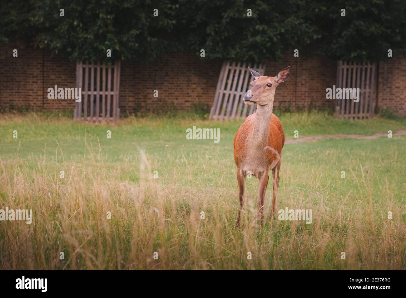 An urban female red deer at the entrance to Bushy Park in Kingston Upon ...